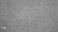 Assay Ready LX-2 Human Hepatic Stellate Cell Line | SCCAR10064-1VL